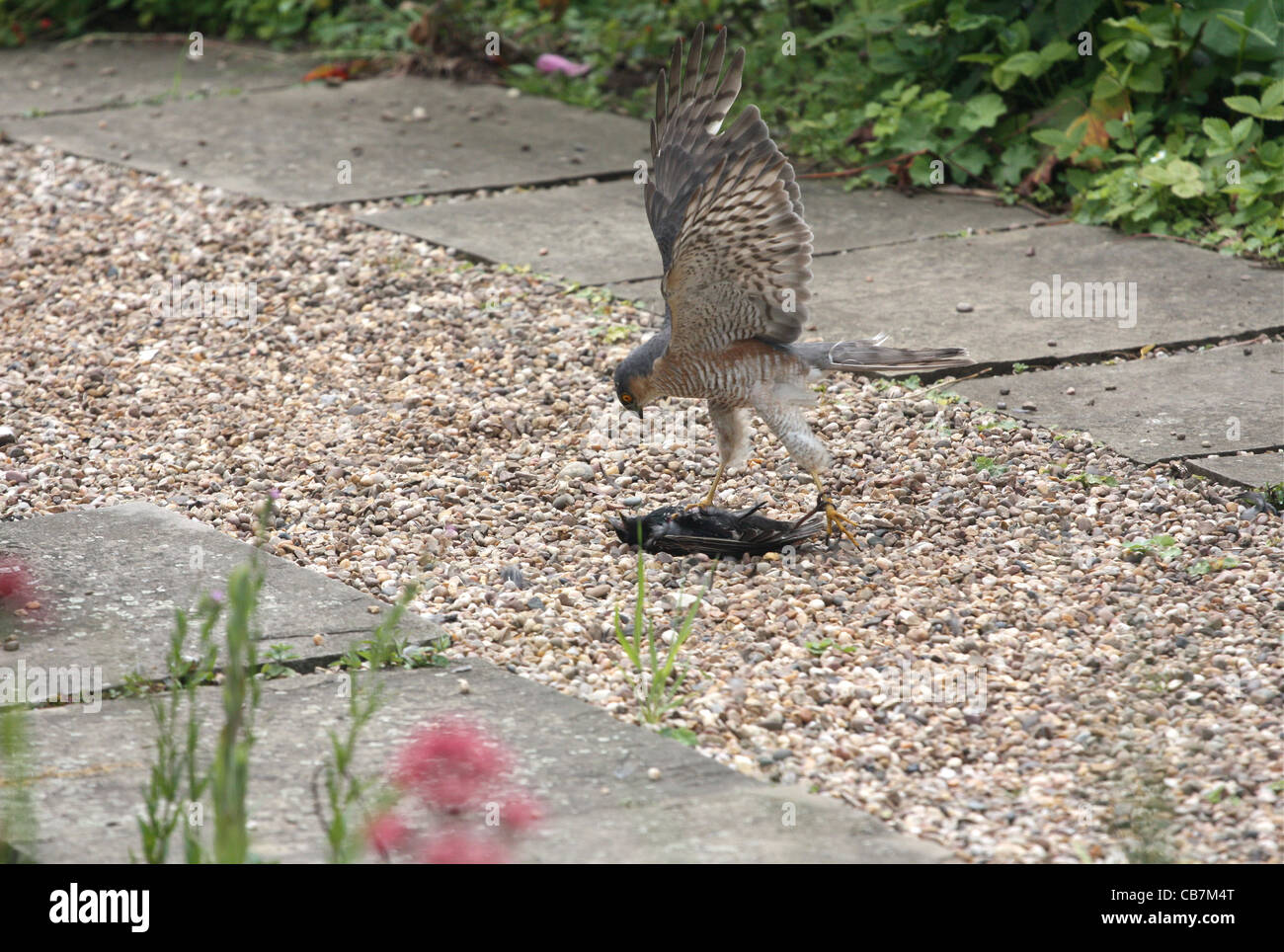 Male predator hi-res stock photography and images - Alamy