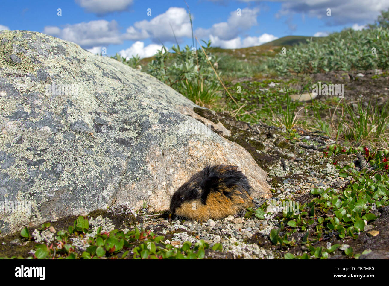 Lemmings lemming hi-res stock photography and images - Alamy