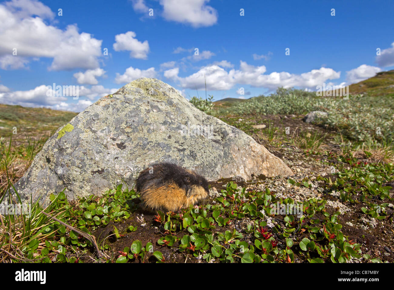 Lemmings lemming hi-res stock photography and images - Alamy
