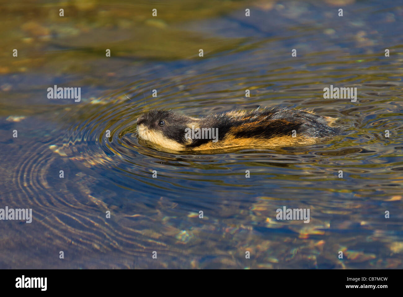 Norway lemming (Lemmus lemmus) swimming across river, Lapland, Sweden ...