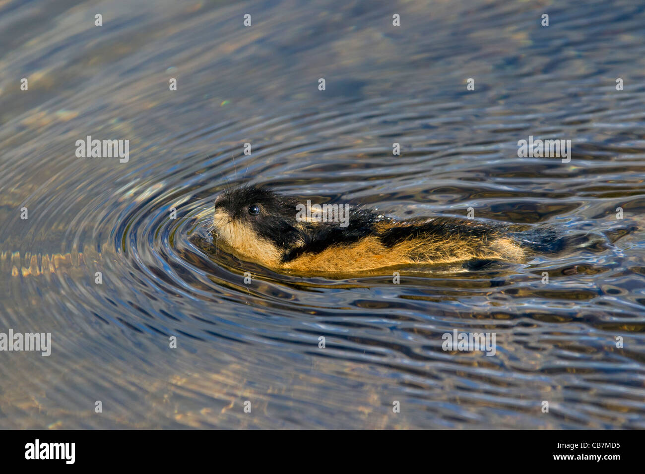 Norway lemming (Lemmus lemmus) swimming across river, Lapland, Sweden ...