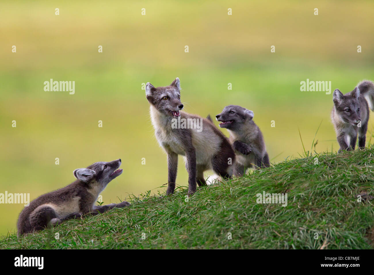 Arctic fox (Vulpes lagopus / Alopex lagopus) adult and cubs at den on ...