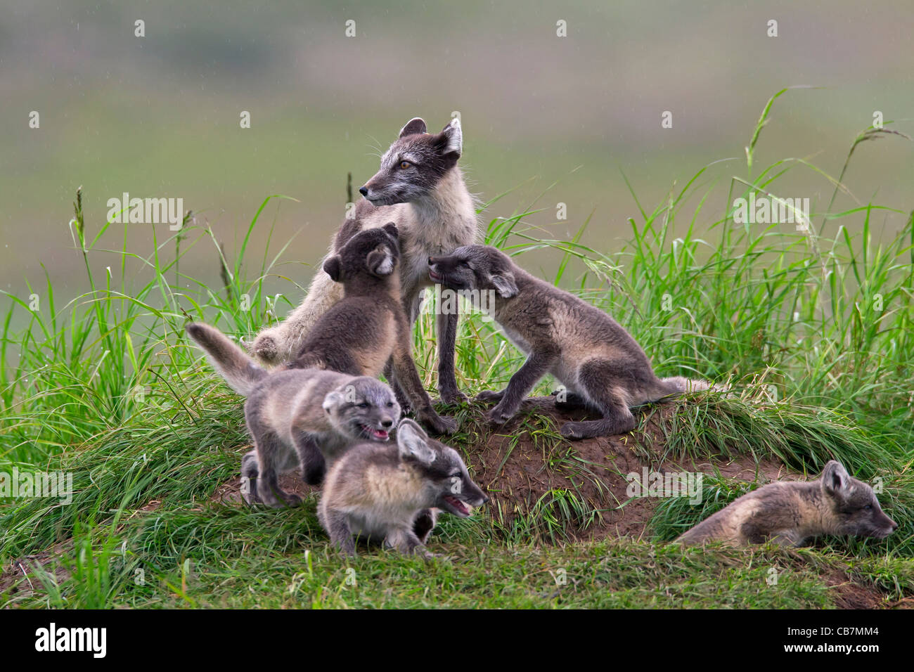 Alopex lagopus family hi-res stock photography and images - Alamy