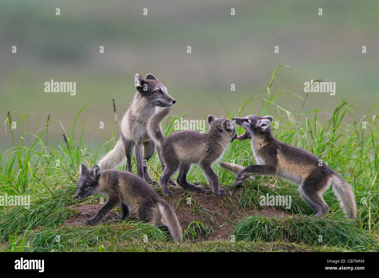 Arctic fox (Vulpes lagopus / Alopex lagopus) cubs greeting adult at den ...