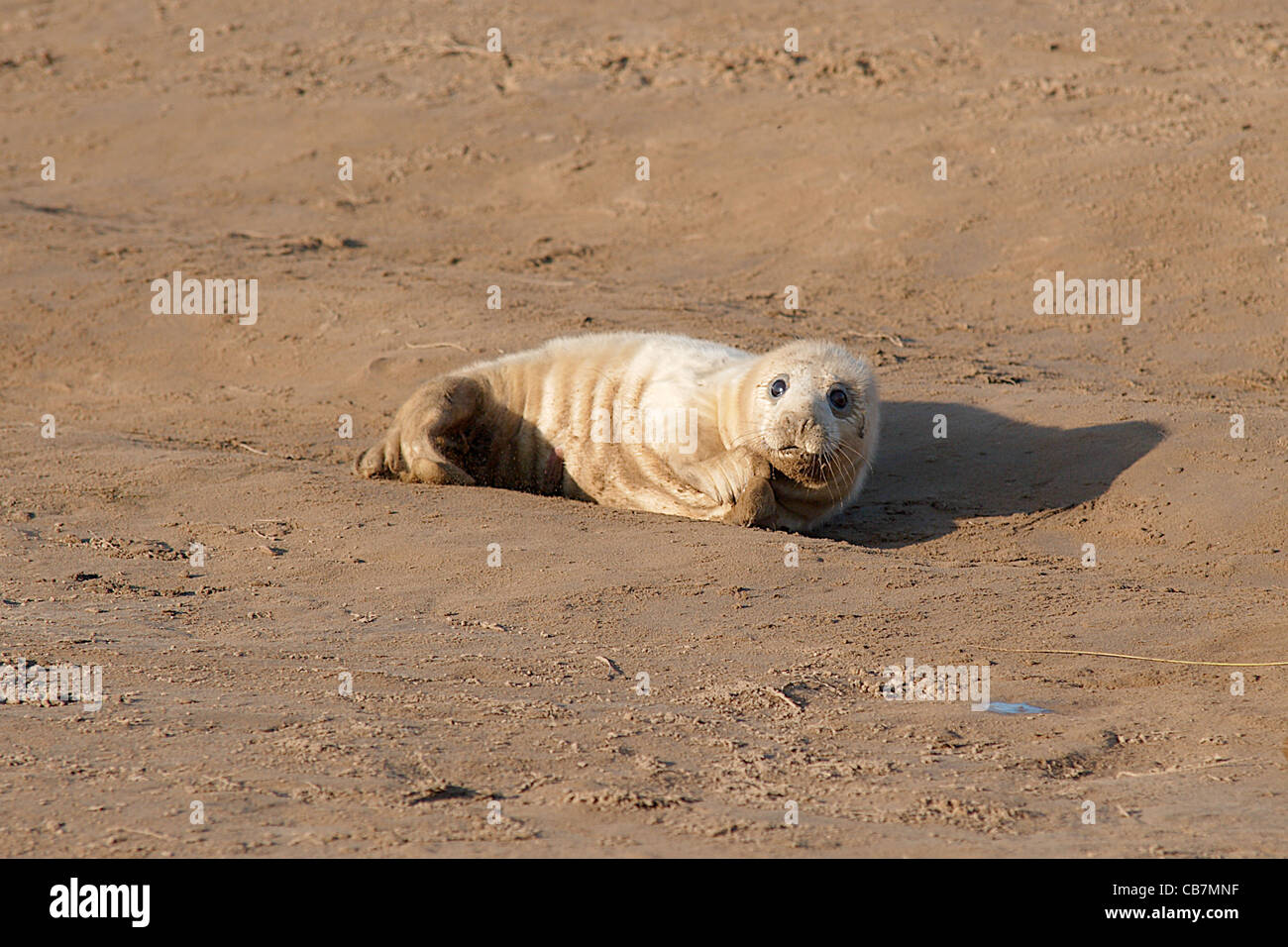 Cute Seal Pup Stock Photo - Alamy