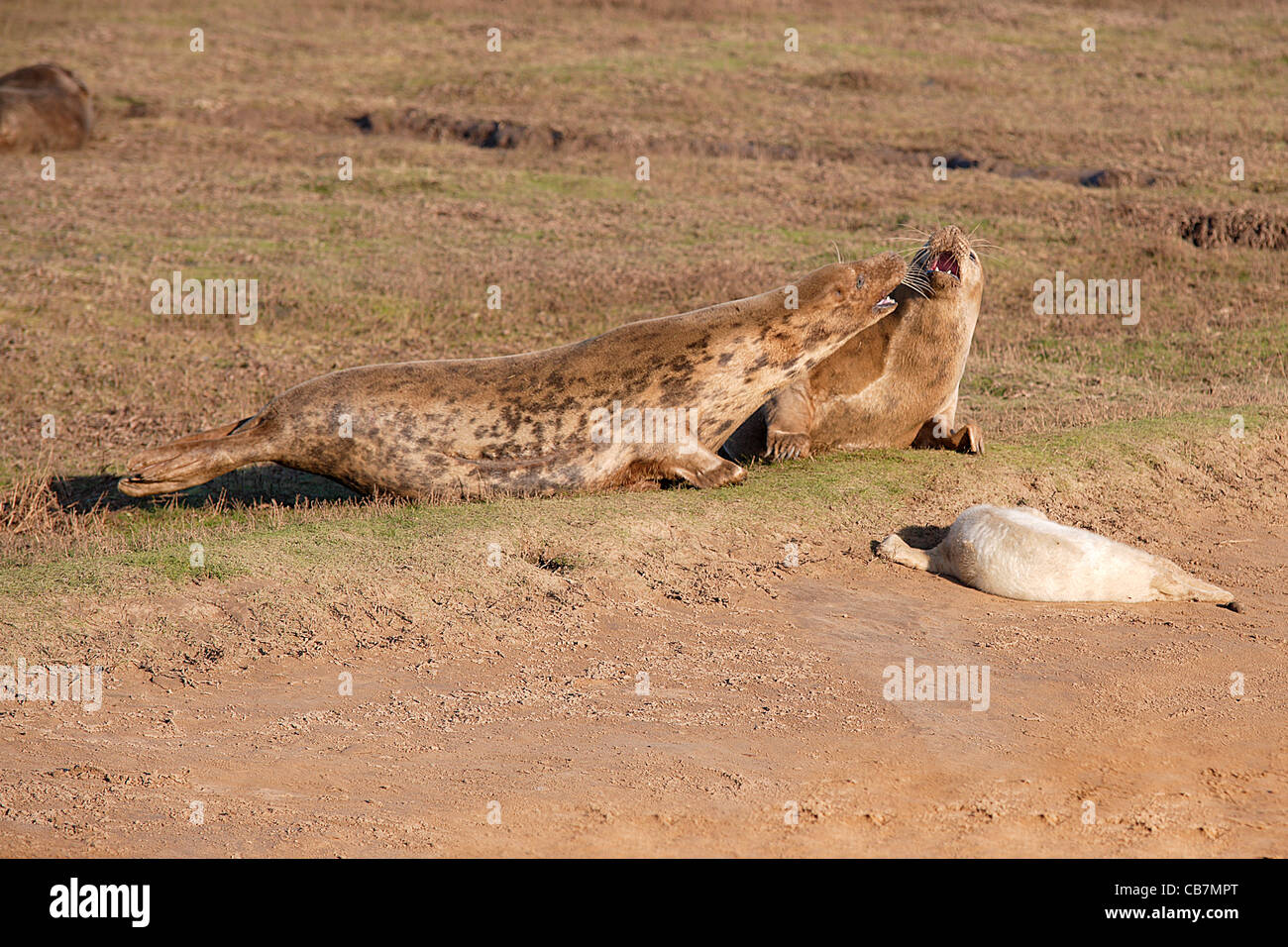 Seals protection High Resolution Stock Photography and Images - Alamy