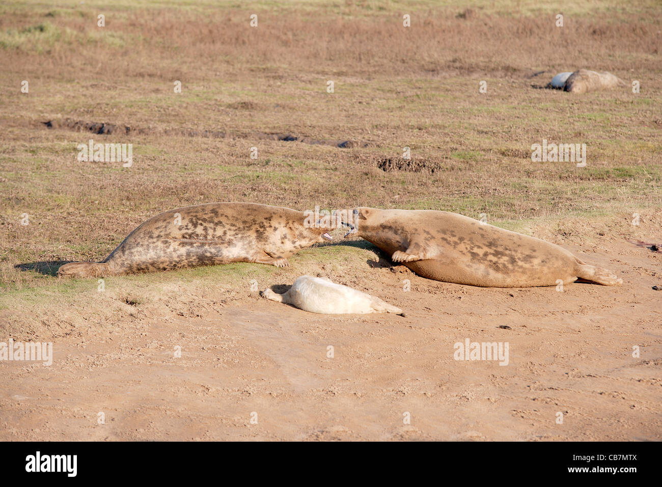 Seals protection hi-res stock photography and images - Alamy