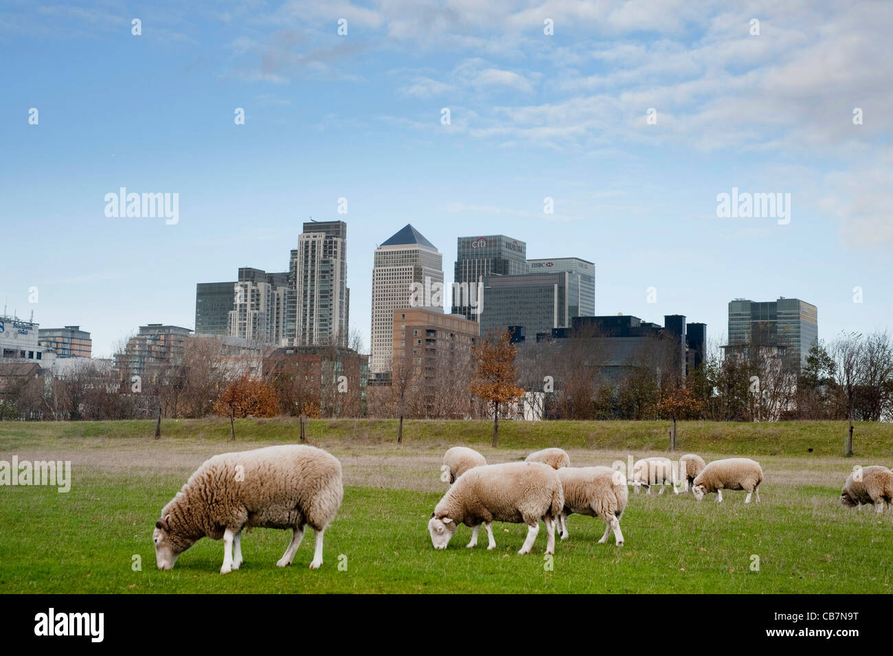 Sheep grazing in the field with the city of London, the financial heart ...