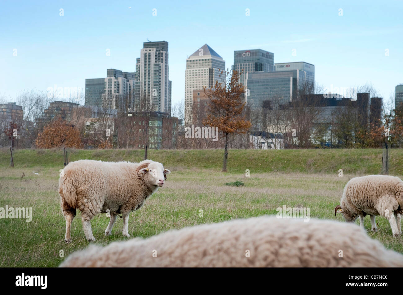 Sheep grazing in the field with the city of London, the financial heart ...