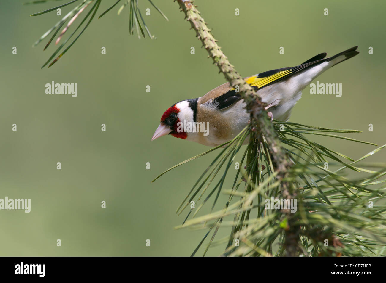 European Goldfinch (Carduelis carduelis Stock Photo - Alamy