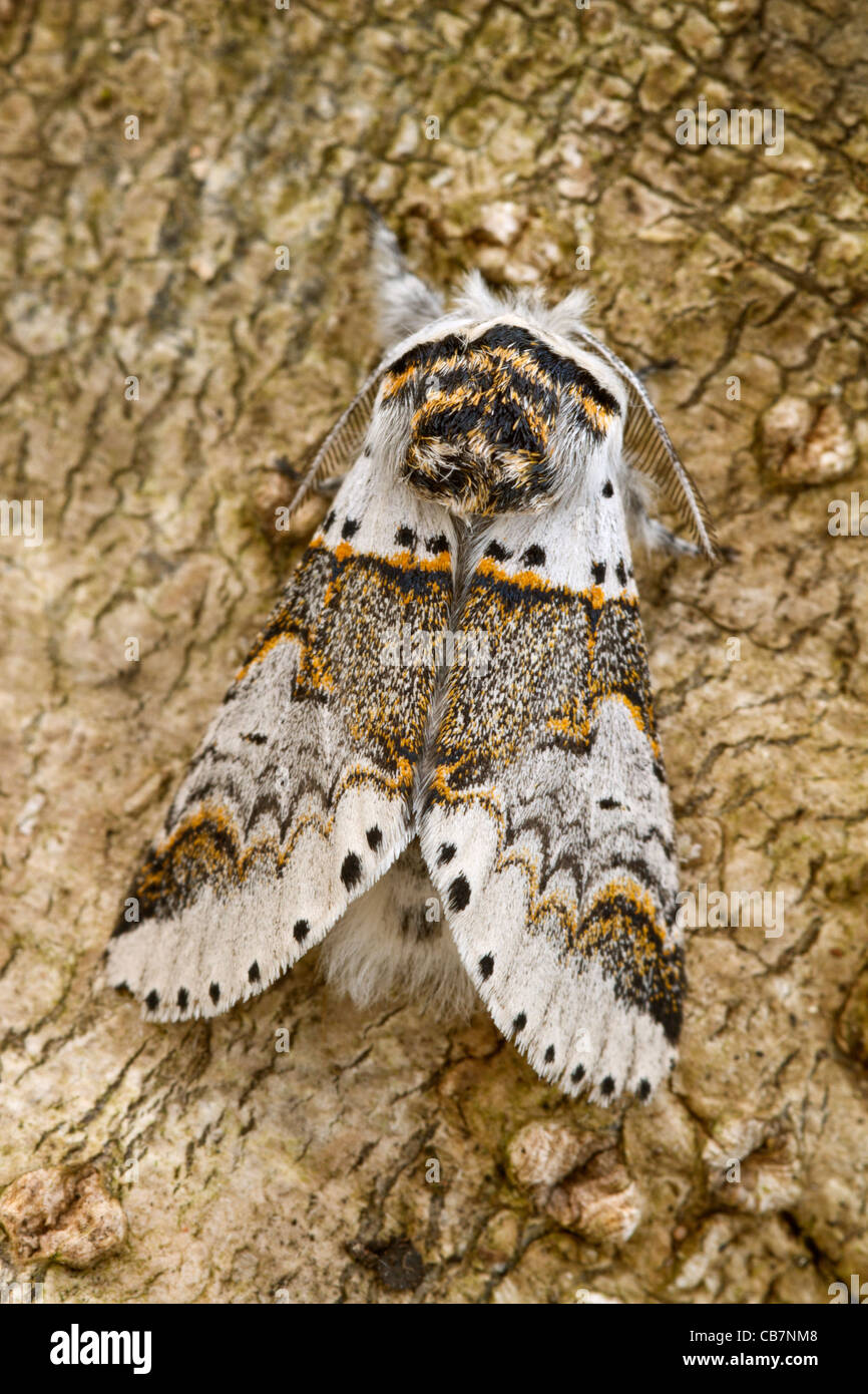 Sallow Kitten (Furcula furcula Stock Photo - Alamy