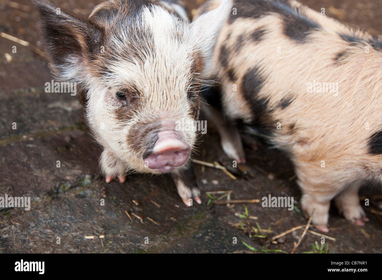 A litter of New Zealand Kune Kune piglets Stock Photo - Alamy