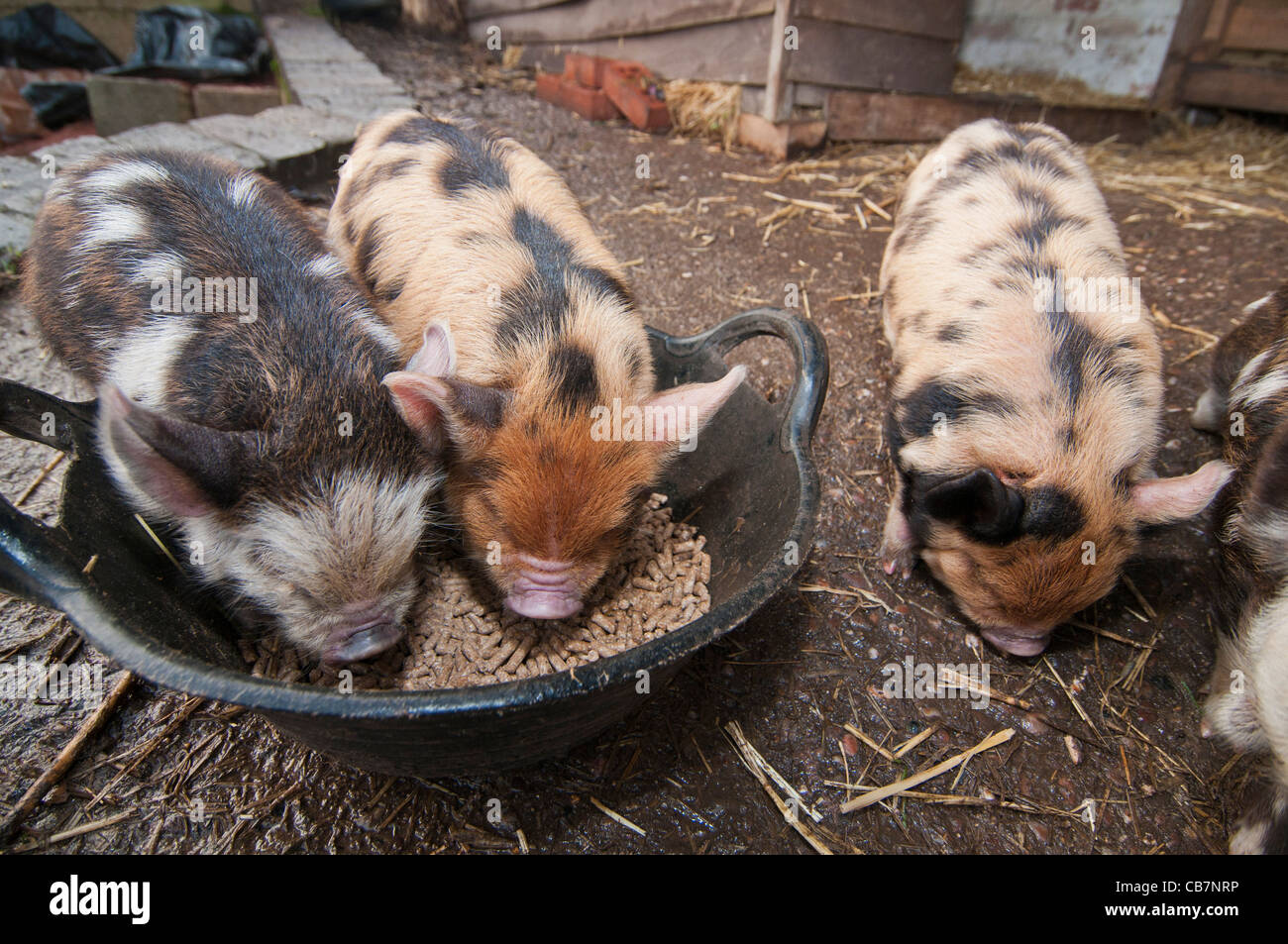A litter of New Zealand Kune Kune piglets Stock Photo - Alamy