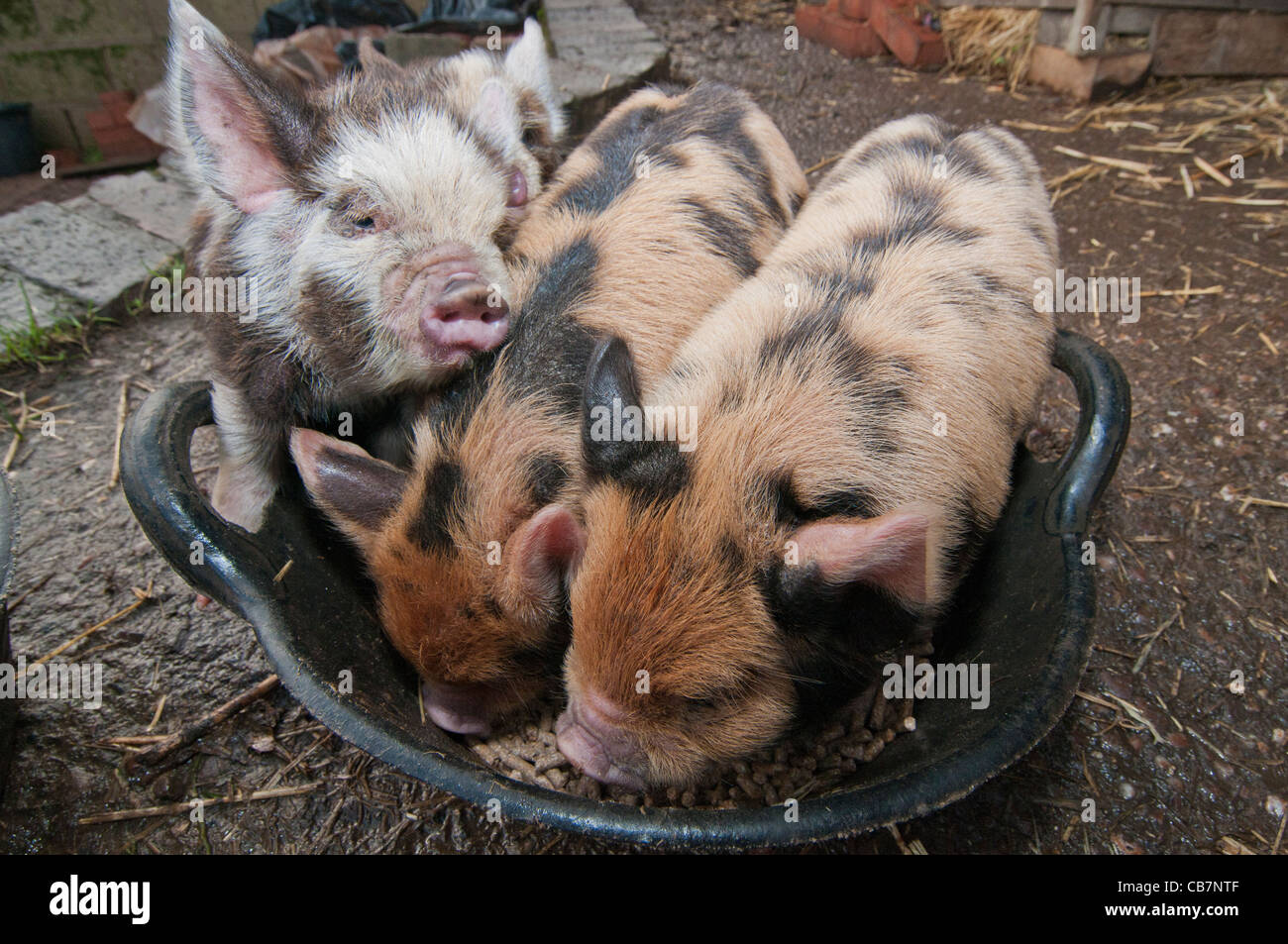 A litter of New Zealand Kune Kune piglets Stock Photo - Alamy