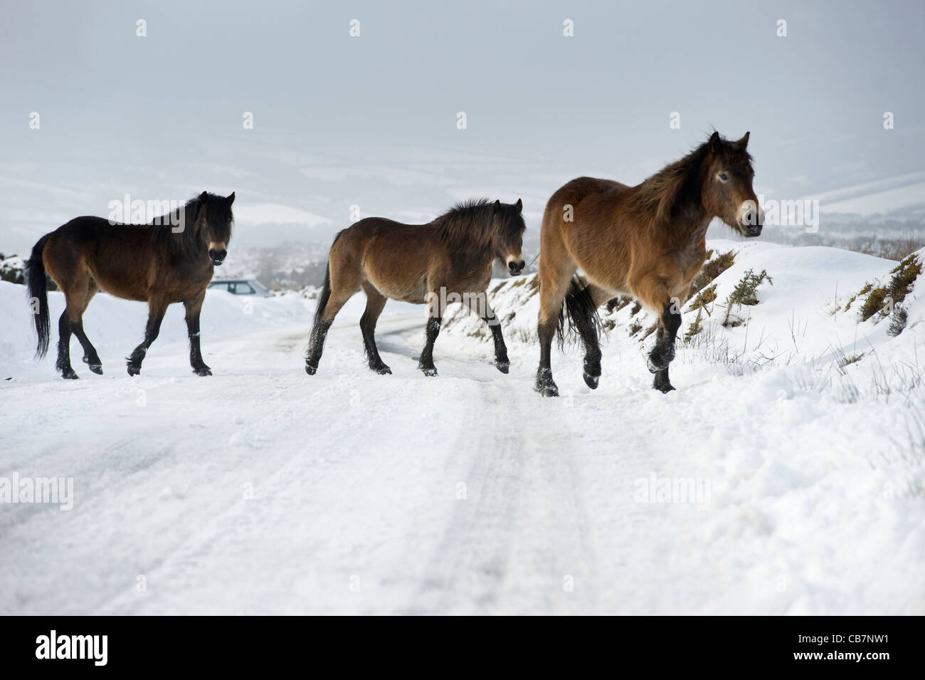 wild Exmoor ponies in winter snow on Exmoor, pictured crossing a frozen ...