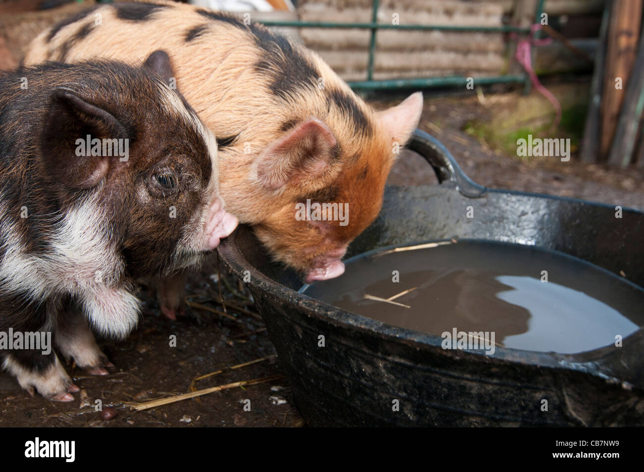 A litter of New Zealand Kune Kune piglets Stock Photo - Alamy