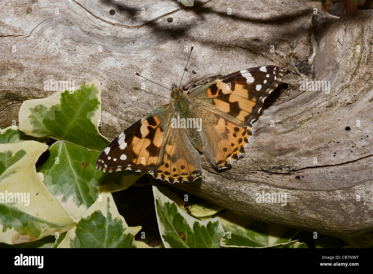 Painted Lady butterfly Stock Photo - Alamy