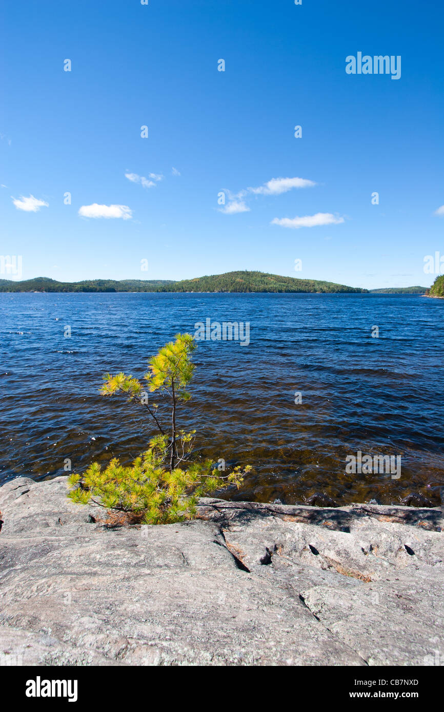 Solitary Pine Tree Sapling Growing out of Granite Stock Photo - Alamy