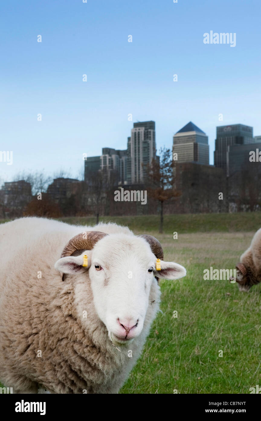 A sheep at Mudchute farm in London City with Canary Wharf in the back ...