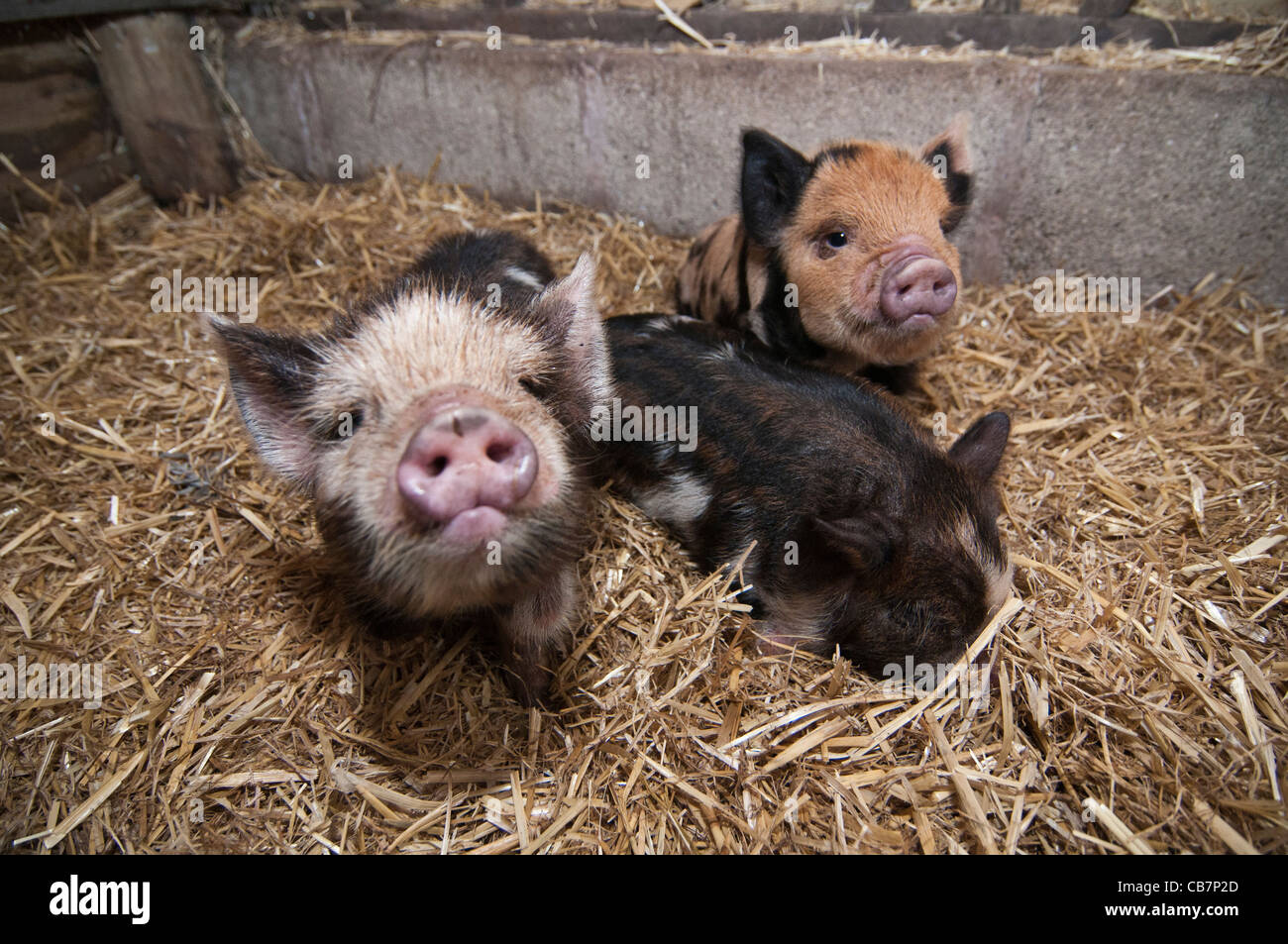 A litter of New Zealand Kune Kune piglets Stock Photo - Alamy