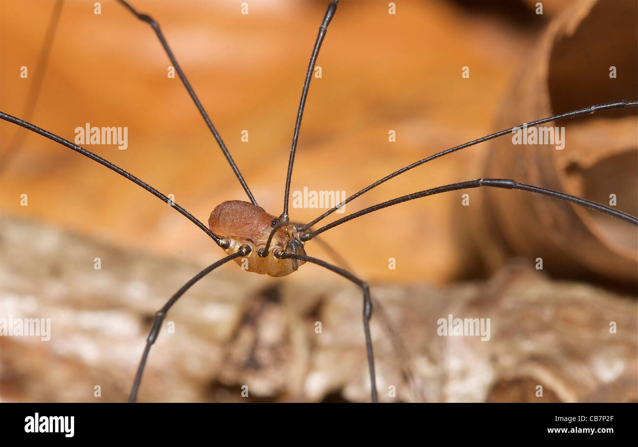 Harvestman Legs High Resolution Stock Photography and Images - Alamy