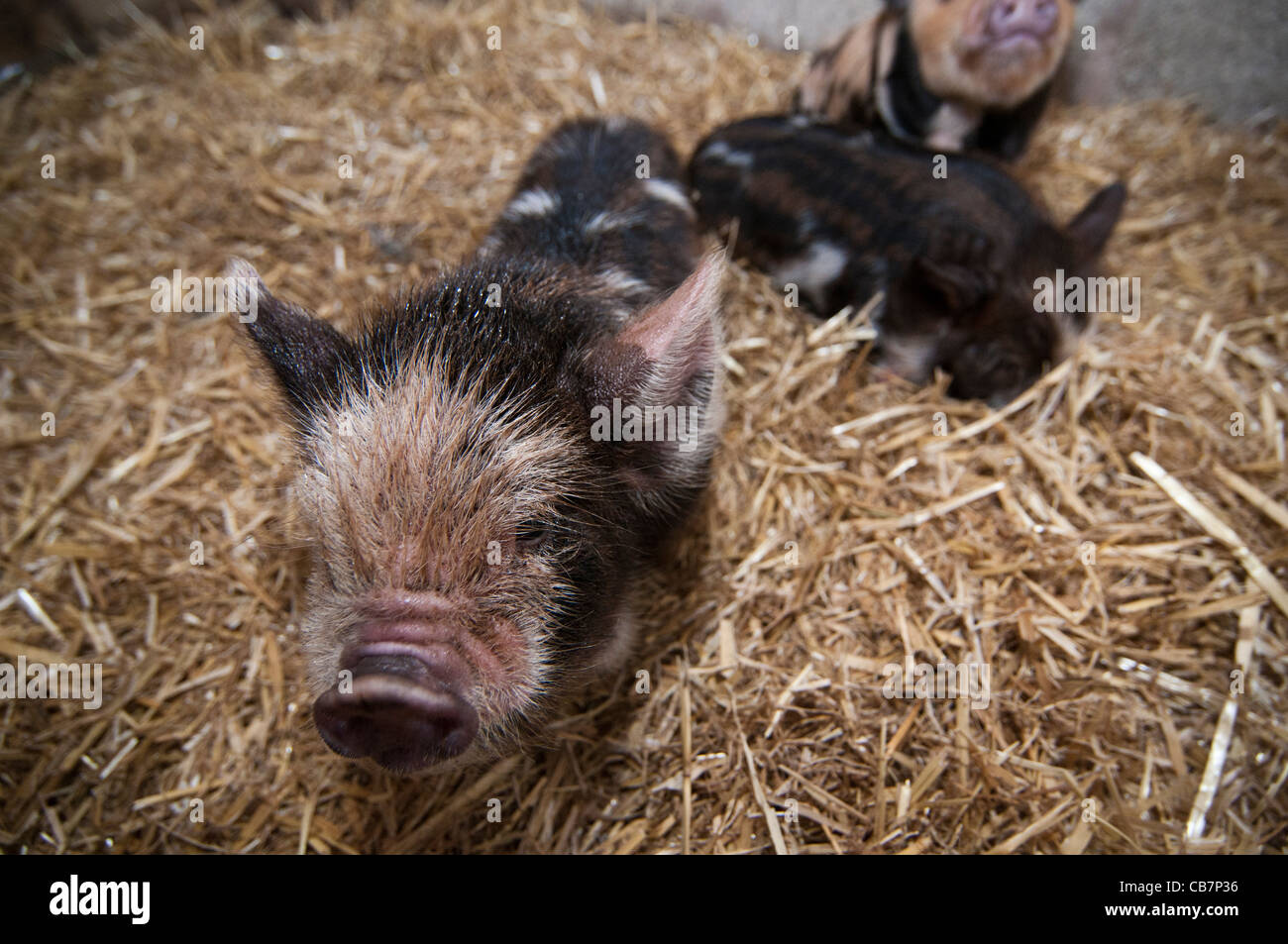 A litter of New Zealand Kune Kune piglets Stock Photo - Alamy