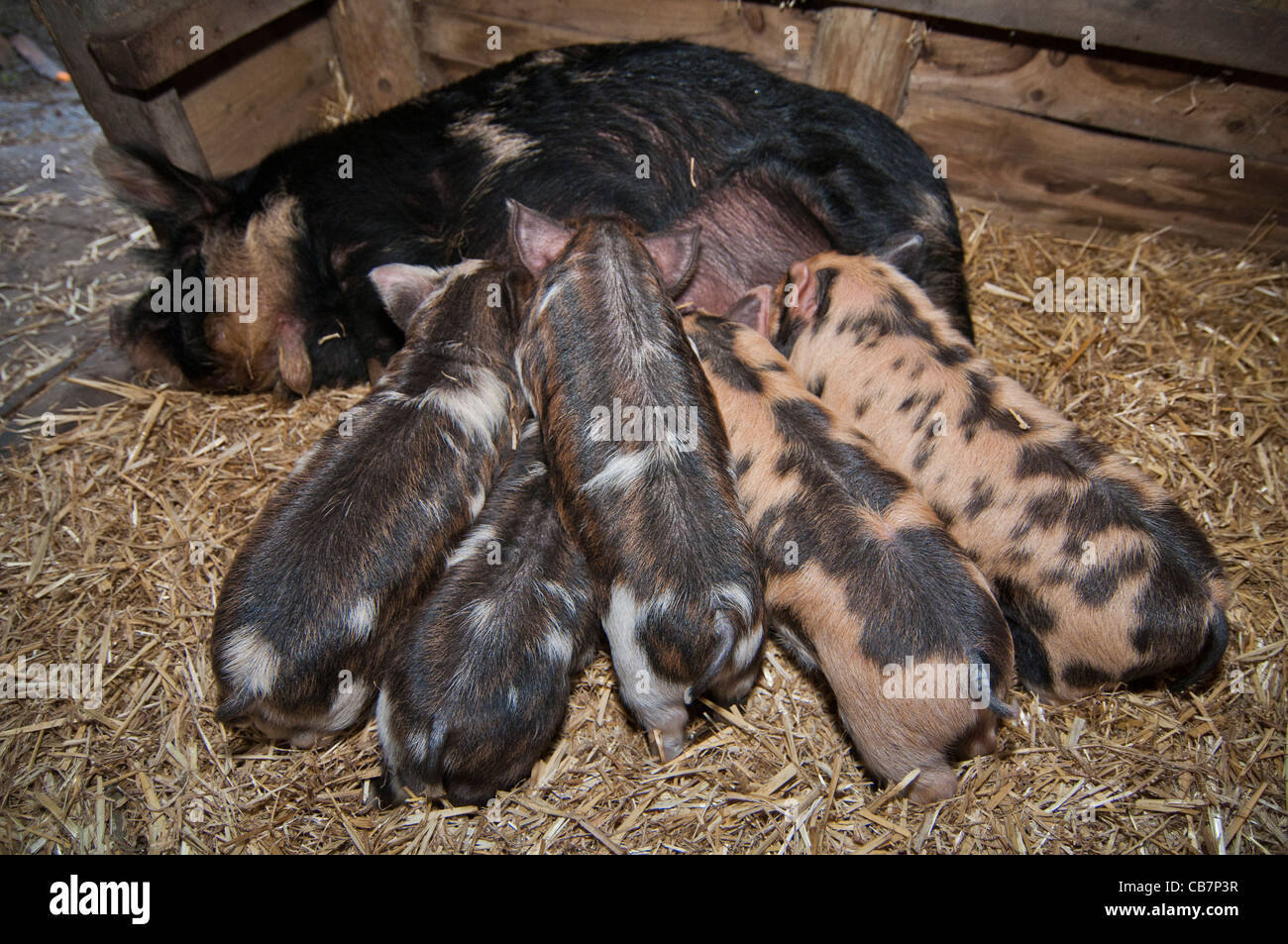 A litter of New Zealand Kune Kune piglets Stock Photo - Alamy