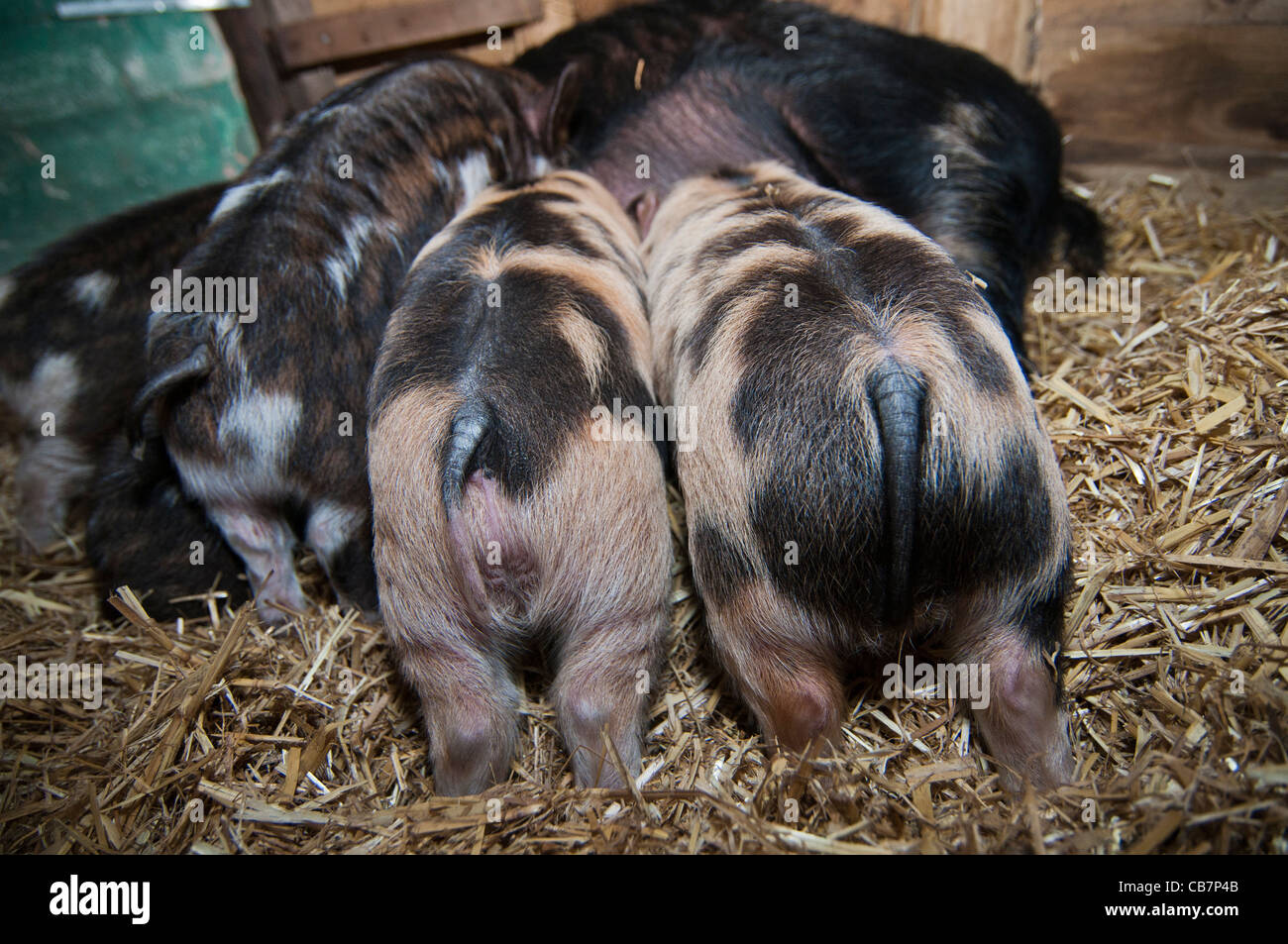 A litter of New Zealand Kune Kune piglets Stock Photo - Alamy