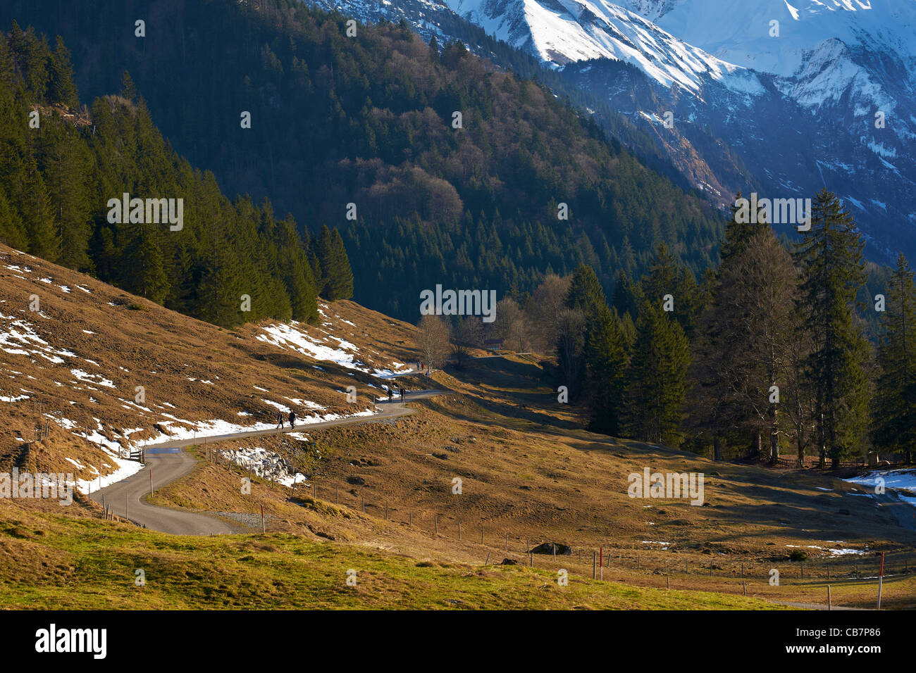Pastures and pine tree forest in the Allgäu Alps Stock Photo - Alamy