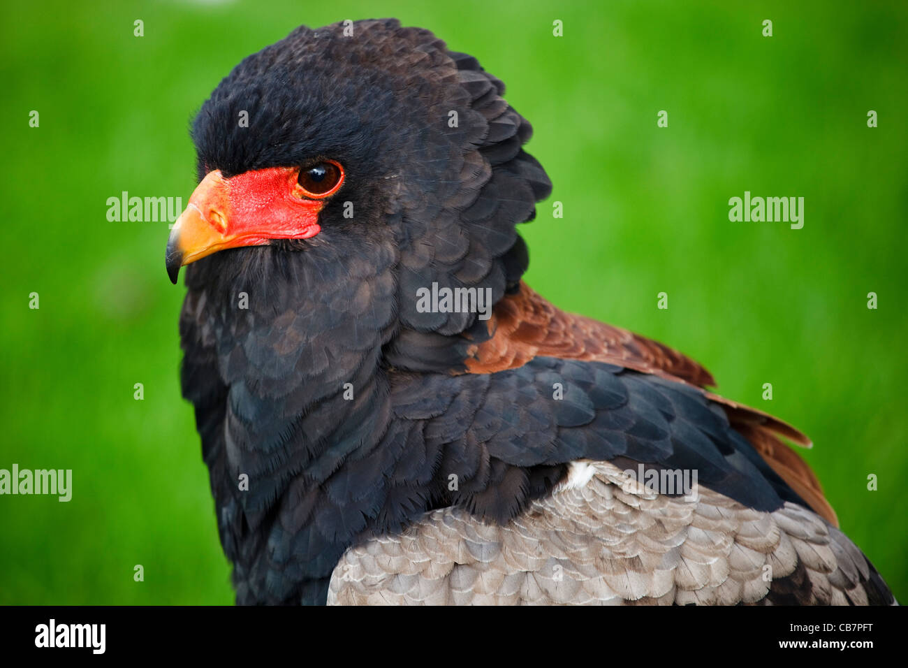 Bateleur Eagle Falconry