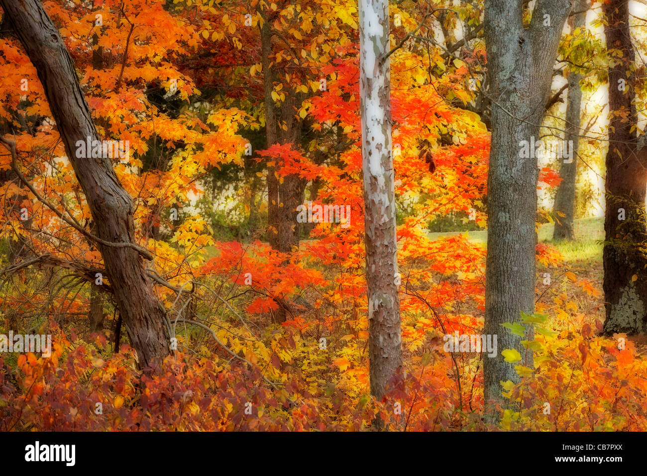Autumn colored trees at Rocky Fork State Park in Ohio Stock Photo - Alamy