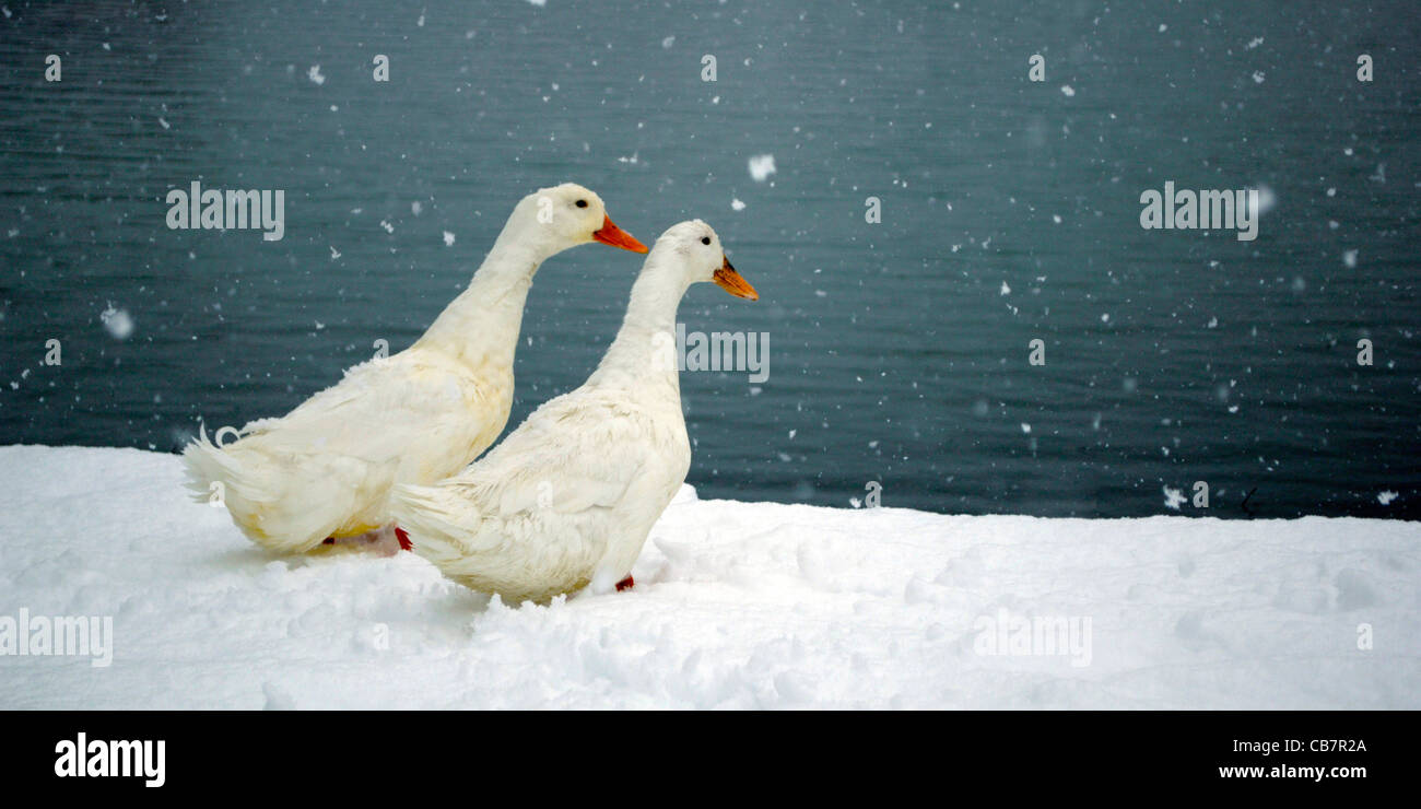 Geese in love Stock Photo - Alamy