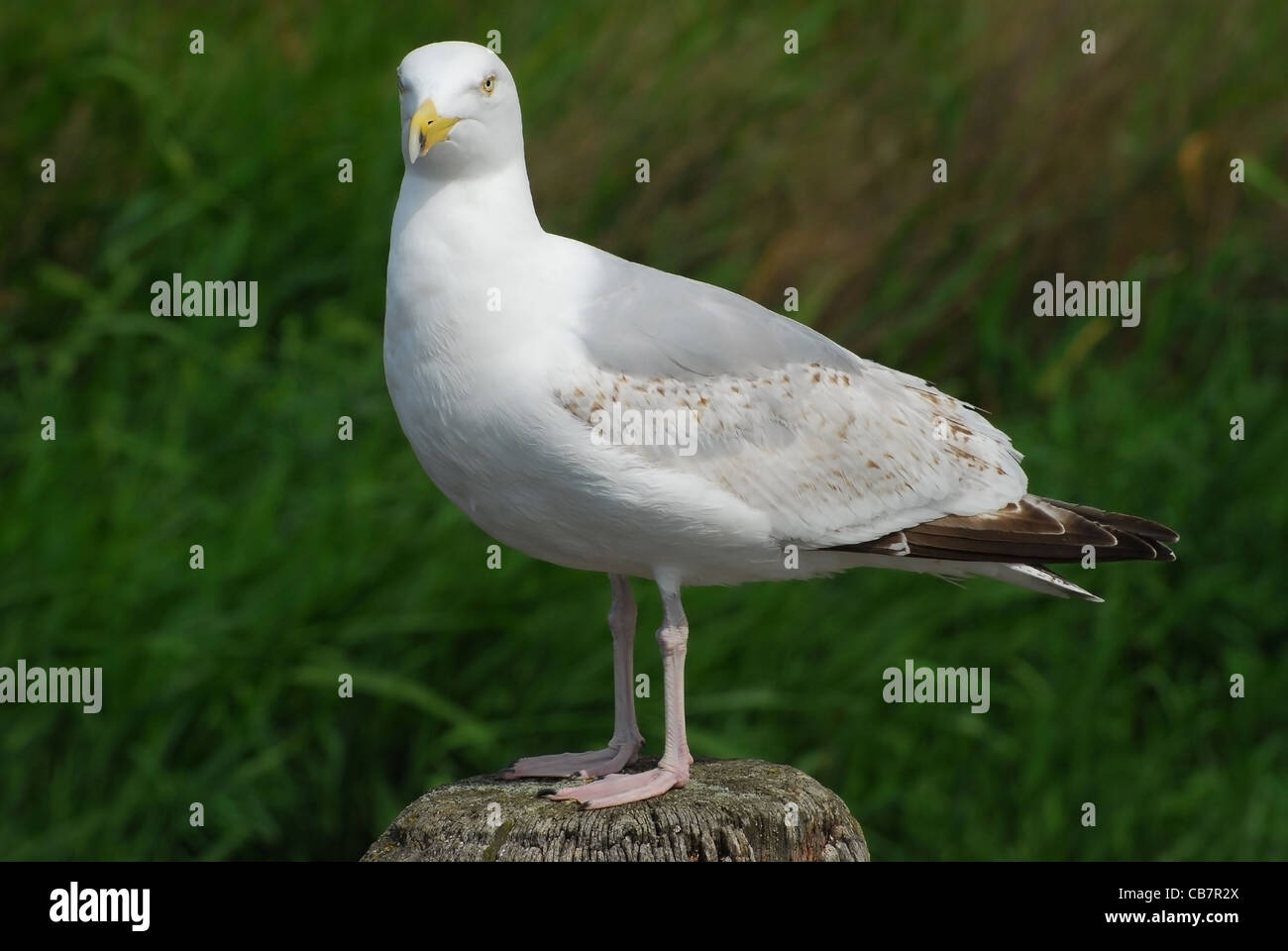 A great Seagull are standing on a wooden stake Stock Photo - Alamy