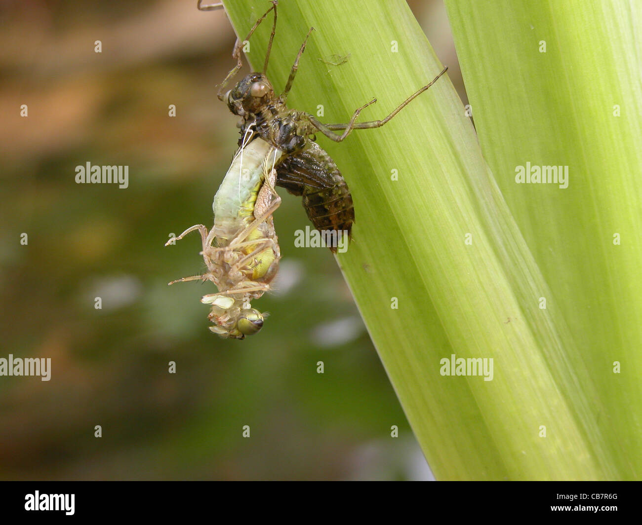 Dragonfly nymphs hi-res stock photography and images - Alamy