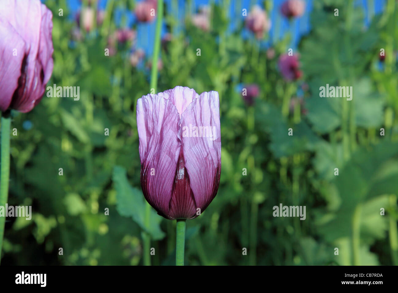 Purple Opium poppy heads and blossoms in a large filed Stock Photo - Alamy