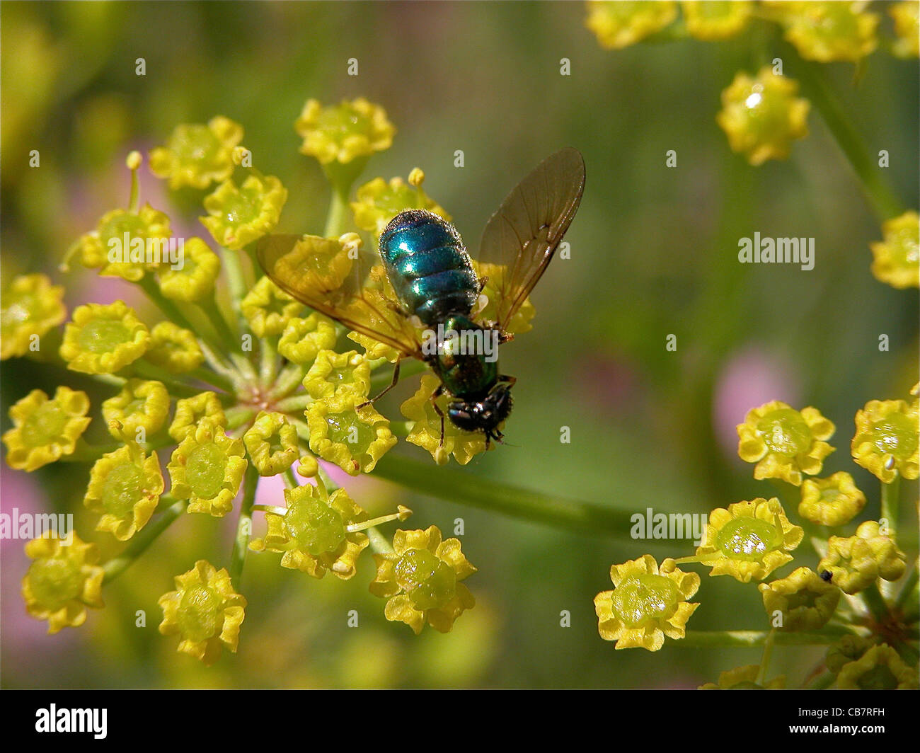 Cwm ivy hi-res stock photography and images - Alamy