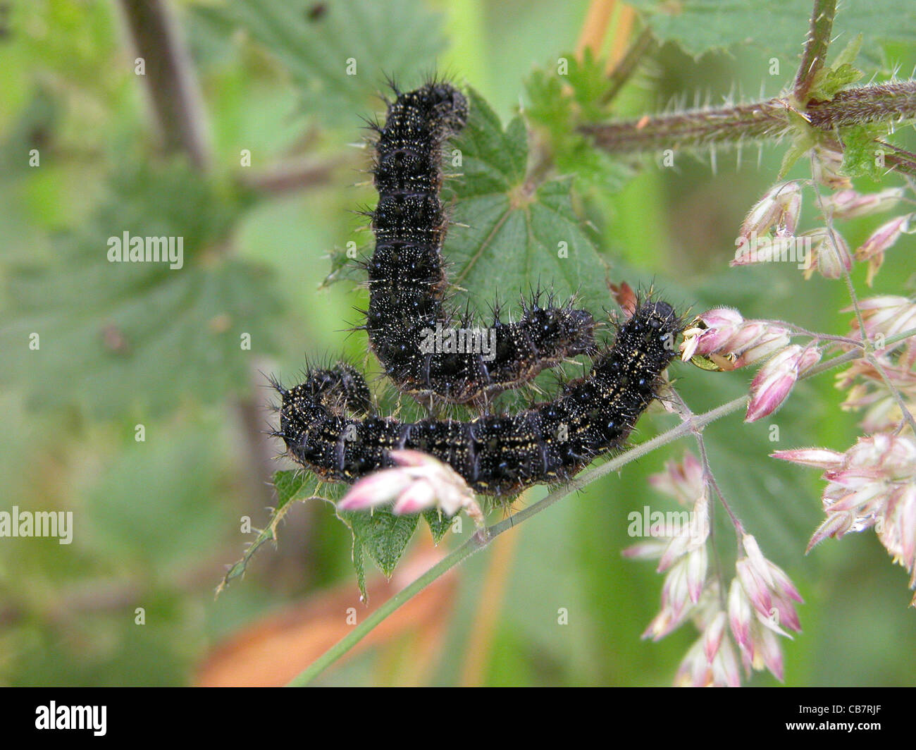 Pant Glas, Llanfynydd, Carms Stock Photo - Alamy