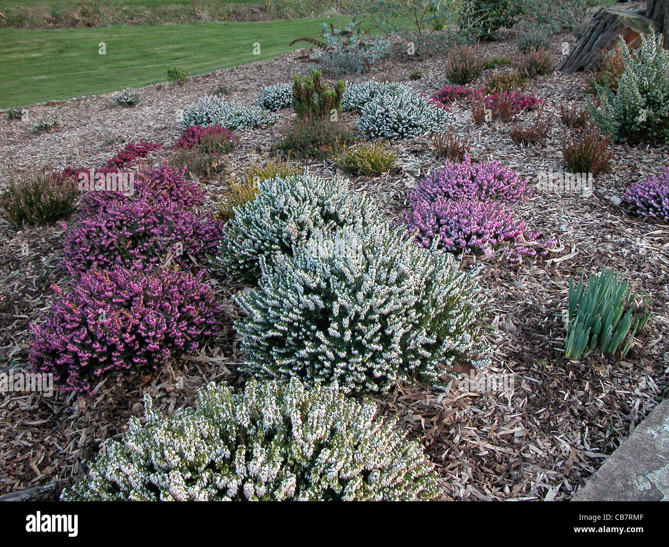 Heather garden bed colourful hi-res stock photography and images - Alamy