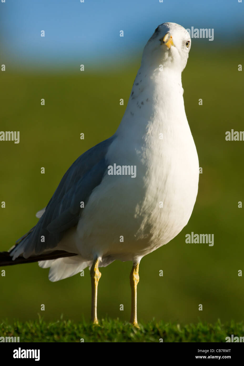 A common seagull tilts its head while it looks into the camera Stock ...