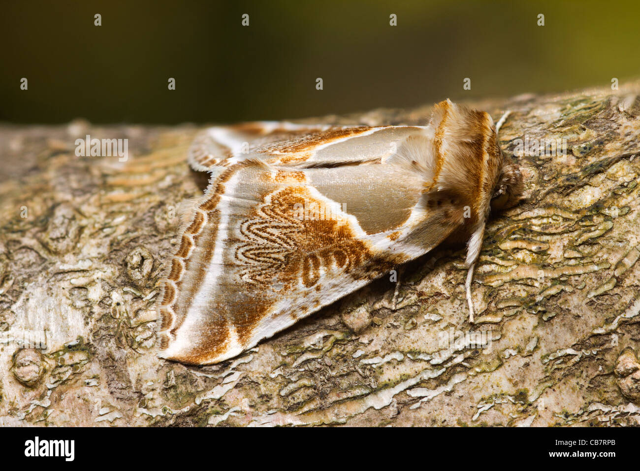 Buff Arches (Habrosyne pyritoides) moth Stock Photo - Alamy