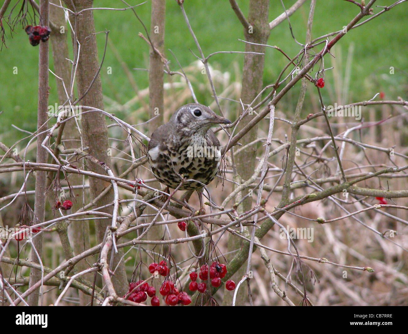 Mistle Thrush Bird Stock Photo - Alamy