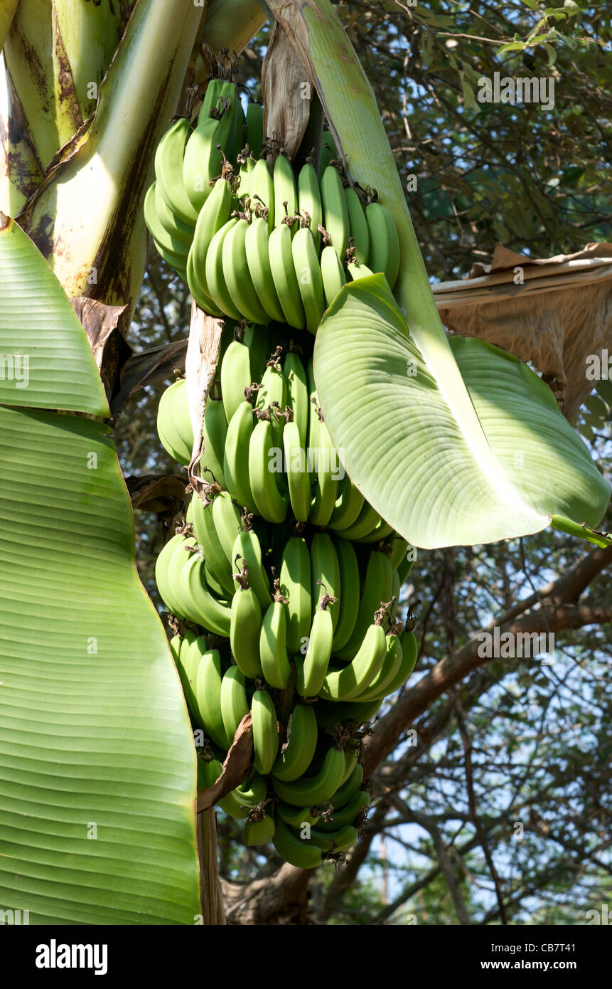 Bananas tree hi-res stock photography and images - Alamy