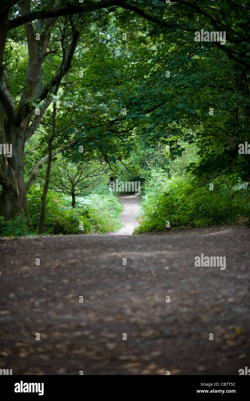 Forest pathway in the summer with green leaves on the trees and bushes ...