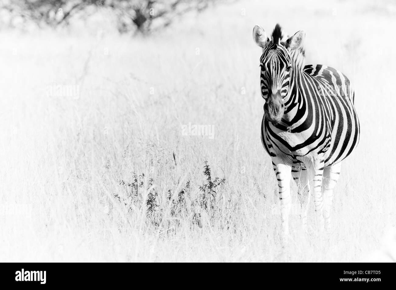 Zebra standing alone in the savannah Stock Photo - Alamy