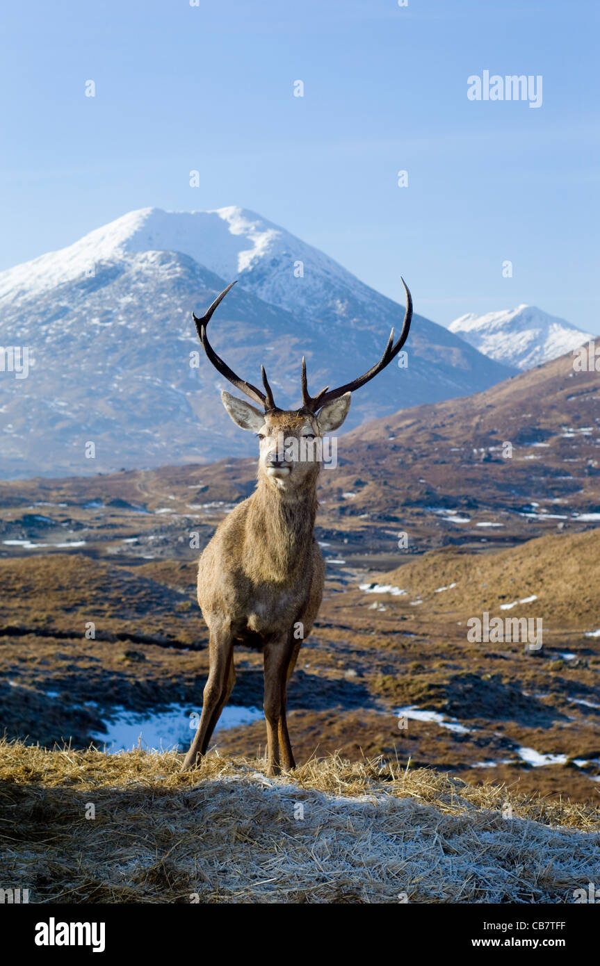 Red stag scotland hi-res stock photography and images - Alamy