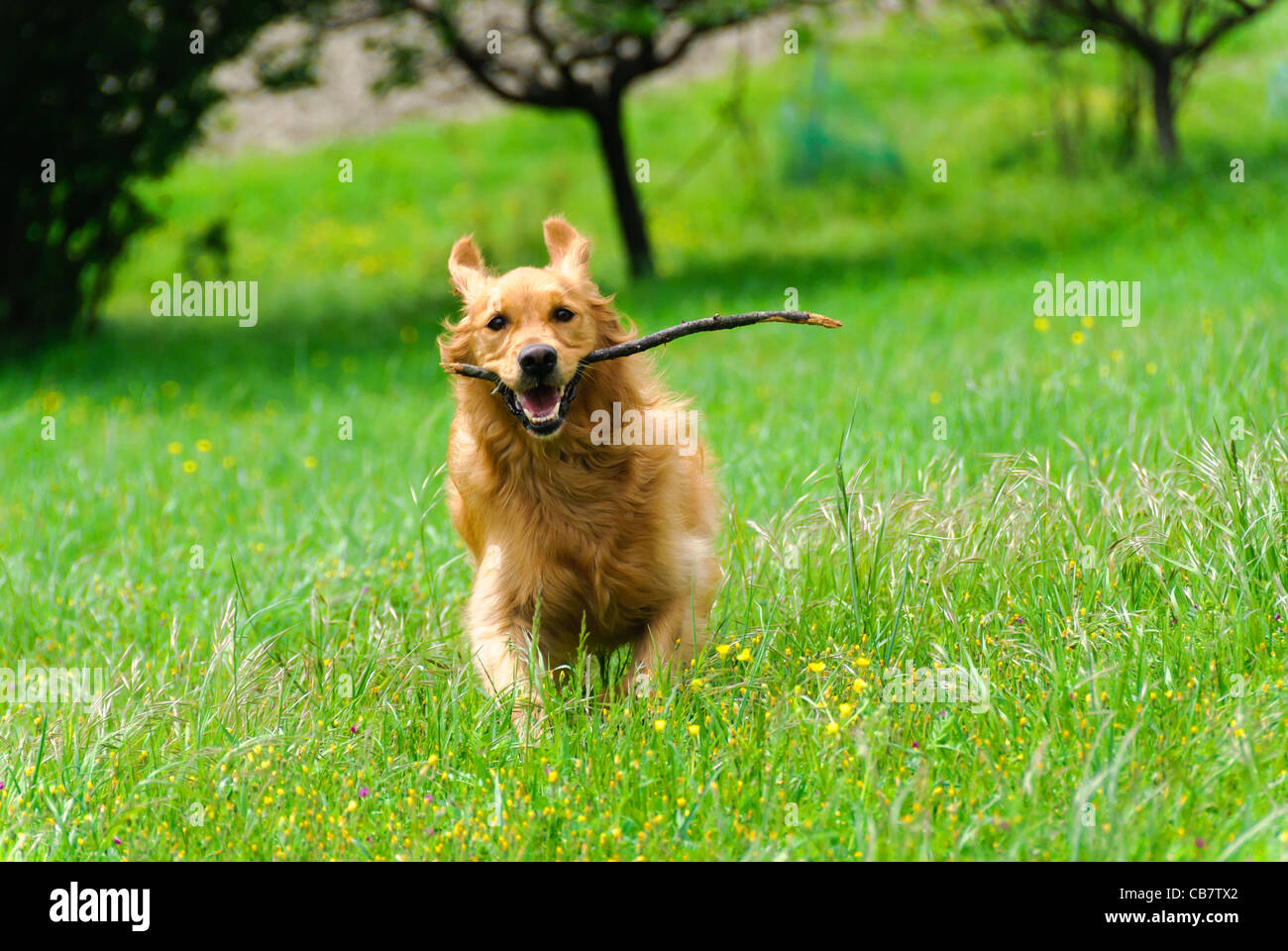 Stick movement hi-res stock photography and images - Alamy