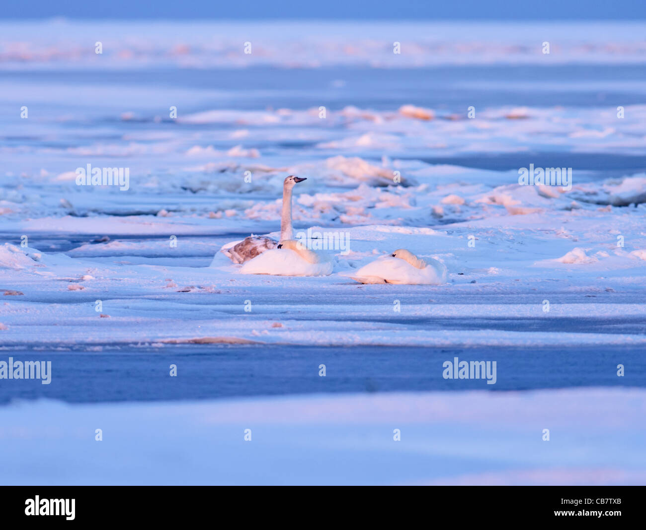 Frozen saltmarsh hi-res stock photography and images - Alamy