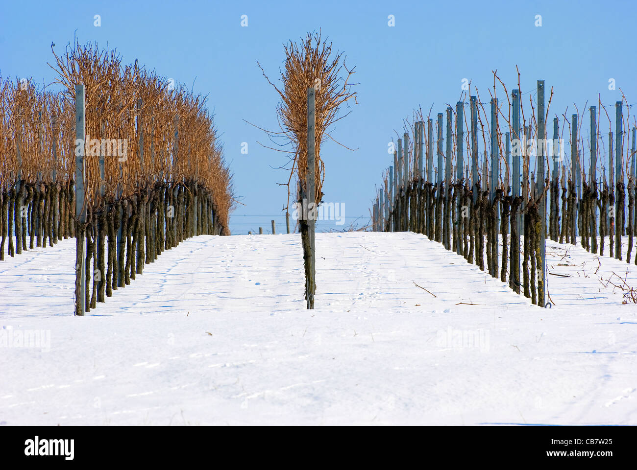 View of vines on a snow covered vineyard in winter Stock Photo - Alamy