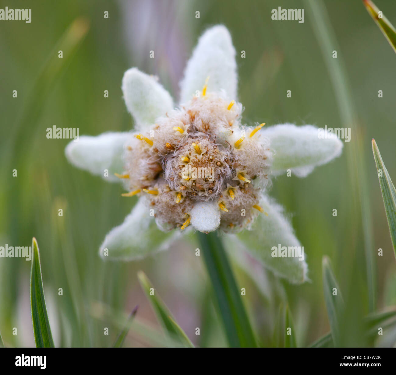 Edelweiss hi-res stock photography and images - Alamy