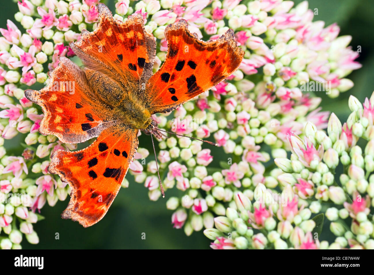 Orange Comma butterfly getting nectar from Sedum flowers in summer ...